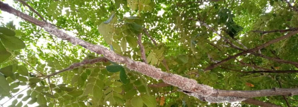 Sticklac - Sticklac Vietnam