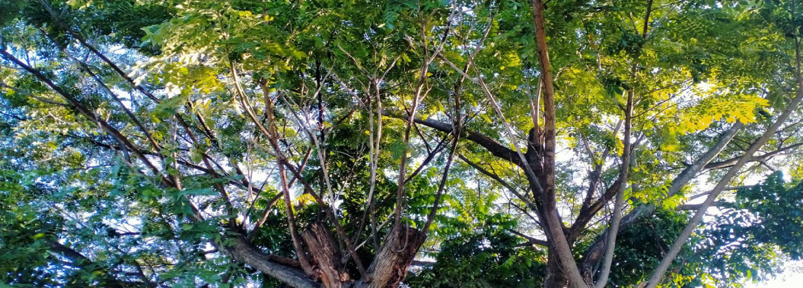 Sticklac - Sticklac Vietnam